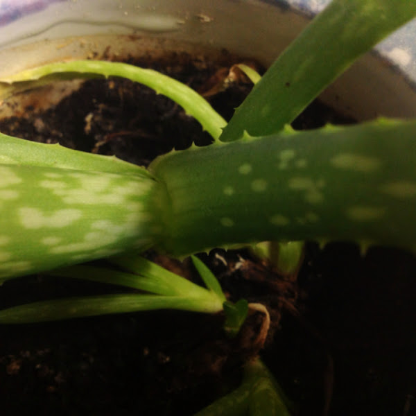 Aloe Vera | Project Noah