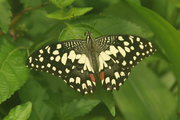 Lime Butterfly | Project Noah