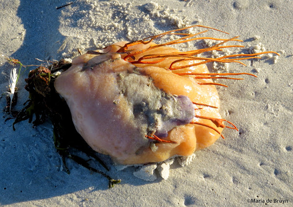 Sea pork | Project Noah