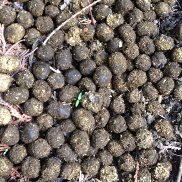 American Beaver scat | Project Noah