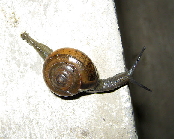 Common Snail | Project Noah