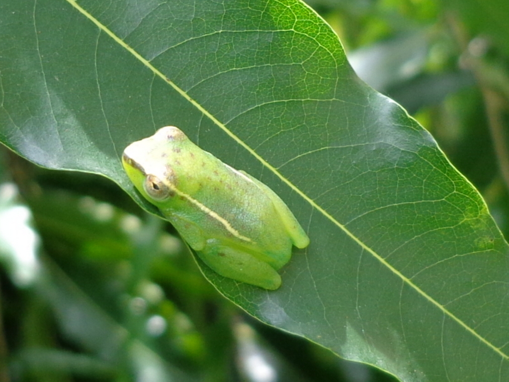 Tree frog | Project Noah