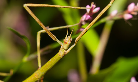 Stick insect | Project Noah