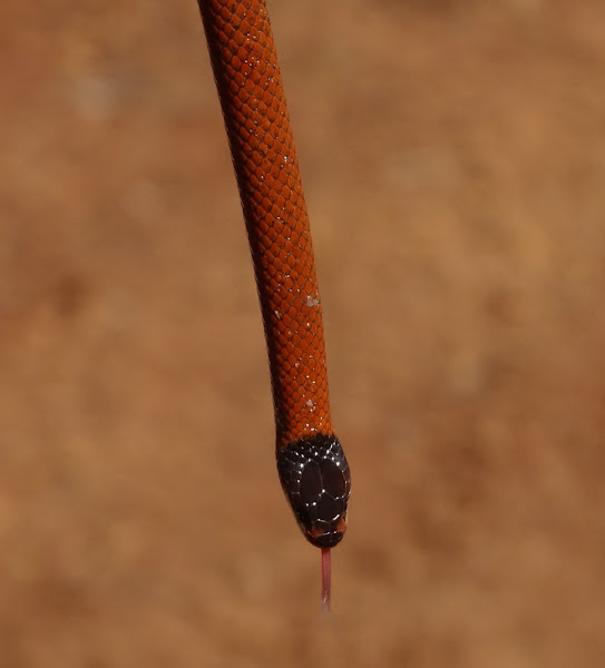 Monk Snake | Project Noah