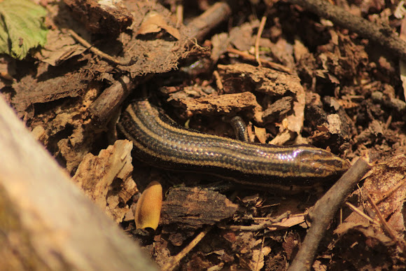 Southeastern five-lined skink | Project Noah