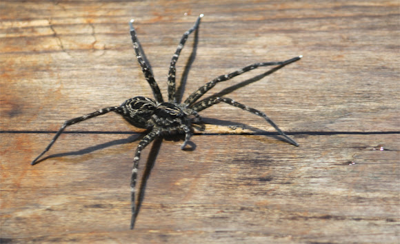 Dock Spider | Project Noah