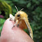 Southern flannel moth | Project Noah