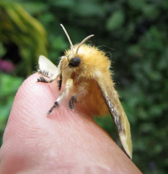 Southern flannel moth | Project Noah