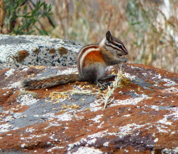 Uinta Chipmunk | Project Noah