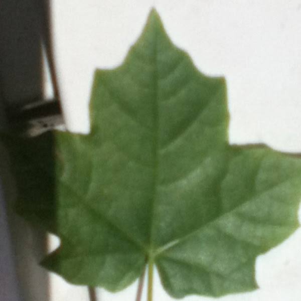 Maple | Project Noah