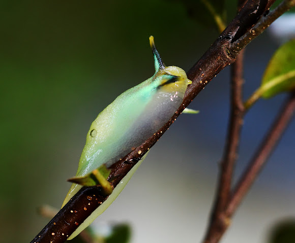 Semi-slug | Project Noah