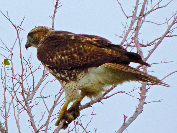 Red-tailed Hawk | Project Noah