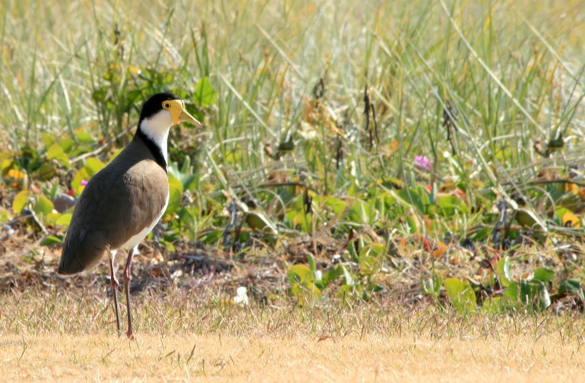Masked Lapwing | Project Noah