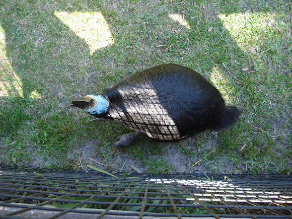 Dwarf Cassowary | Project Noah