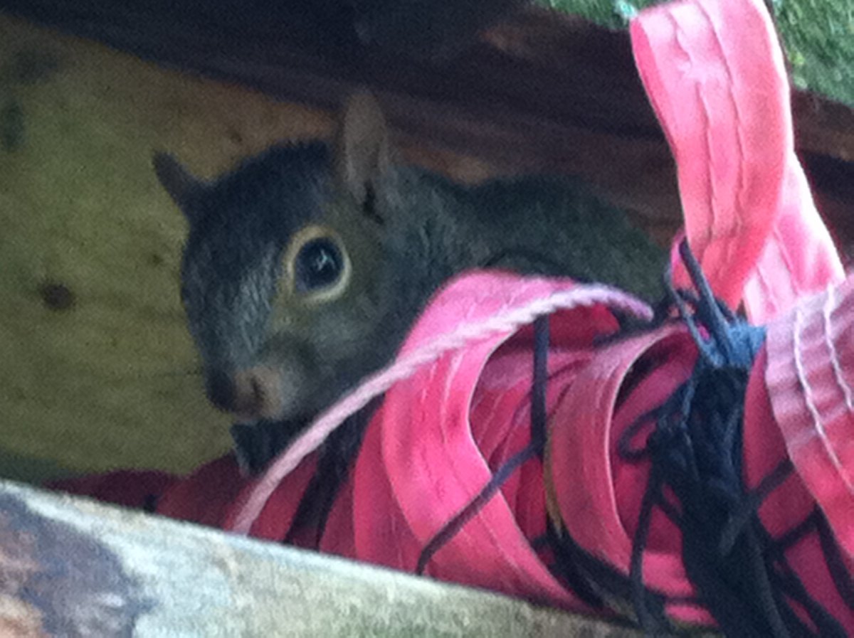 Eastern Gray Squirrel | Project Noah