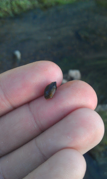 Physas snail | Project Noah