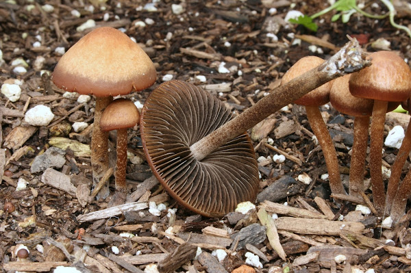 Banded Mottlegill | Project Noah