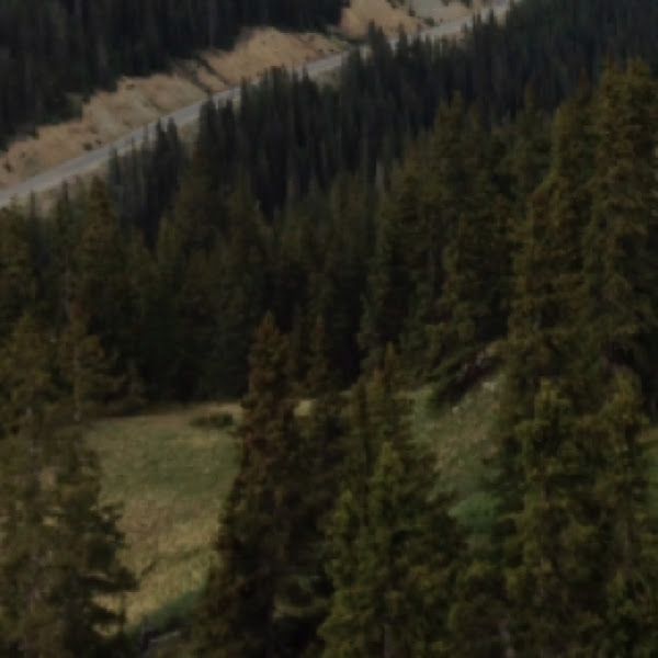 Evergreen Tree | Project Noah