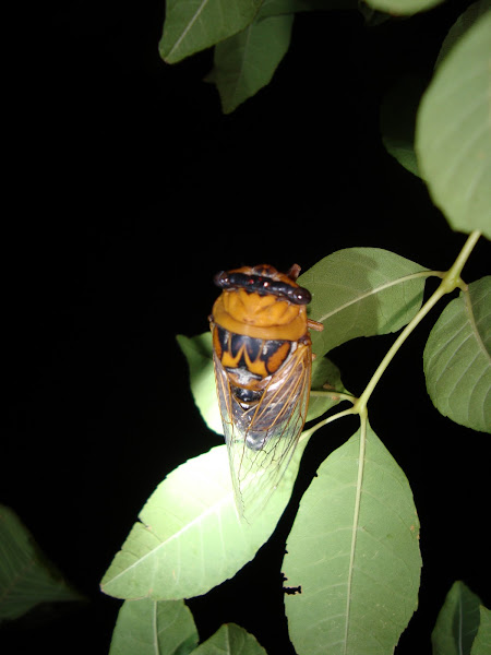 Walker's Cicada | Project Noah