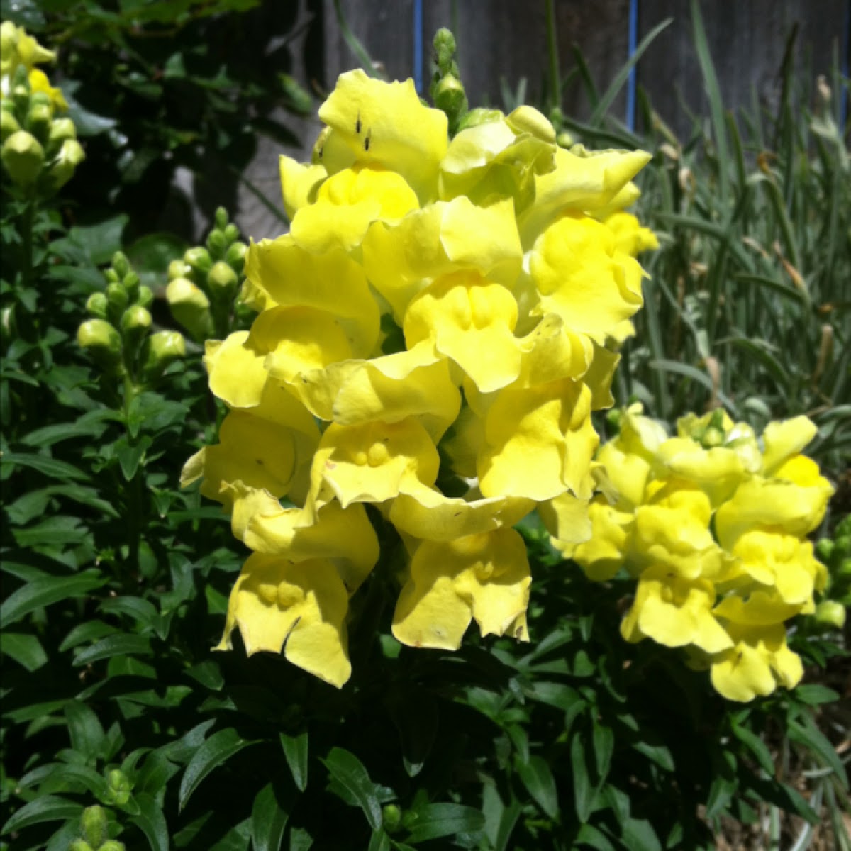 Common Snapdragon | Project Noah