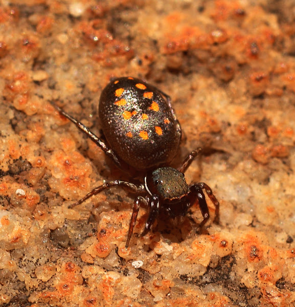 Jumping spider | Project Noah