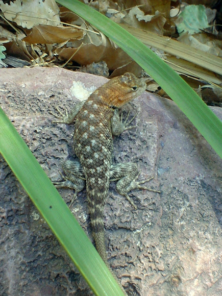 Desert Spiny Lizard | Project Noah