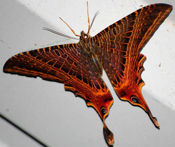 Eyetailed Moth | Project Noah