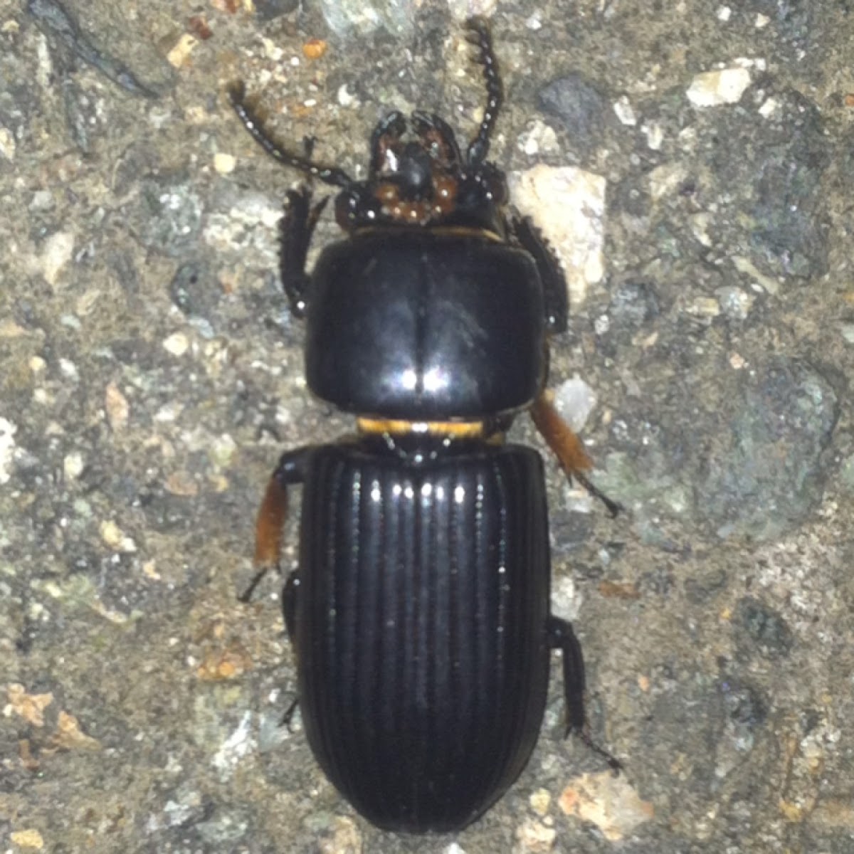 Horned passalus | Project Noah