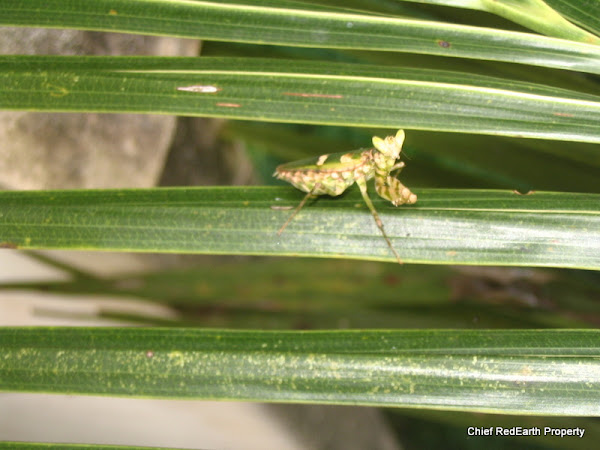 green flower mantis | Project Noah