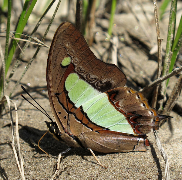 Common Nawab | Project Noah