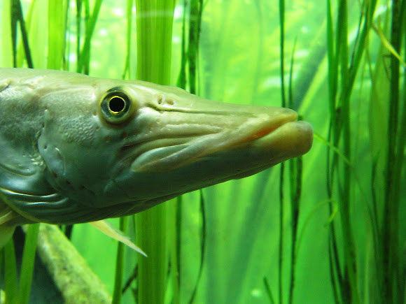 Muskellunge | Project Noah