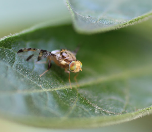 Natal Fruit Fly | Project Noah