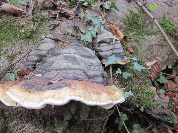 "giant" red banded polypore | Project Noah