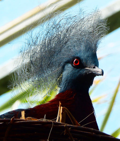Southern crowned pigeon | Project Noah