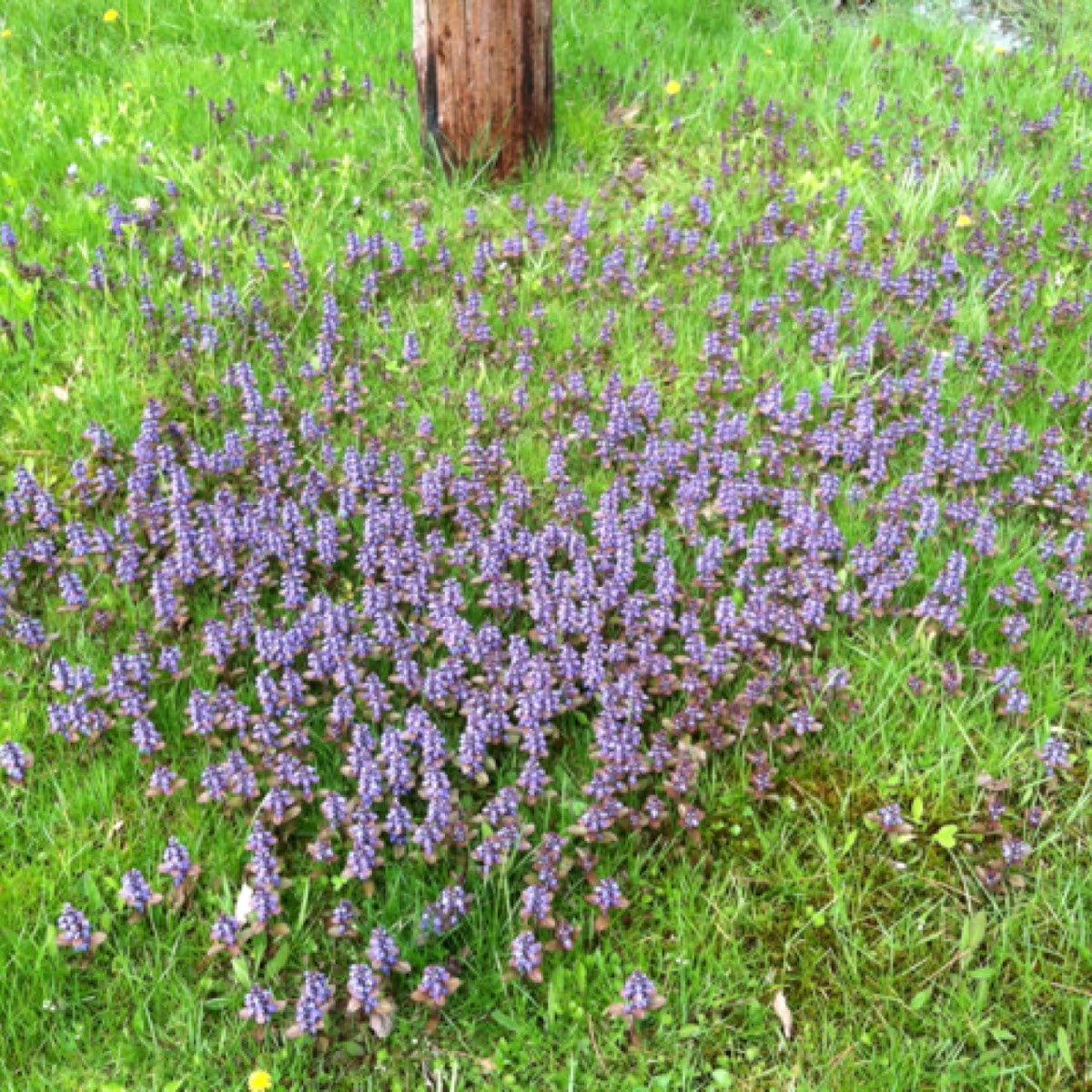 Bugle | Project Noah