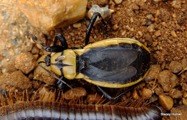 Millipede assassin bug | Project Noah