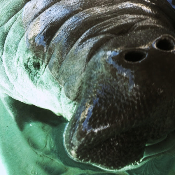 Manatee | Project Noah