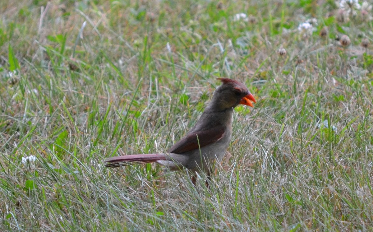 Young Female Cardinal | Project Noah