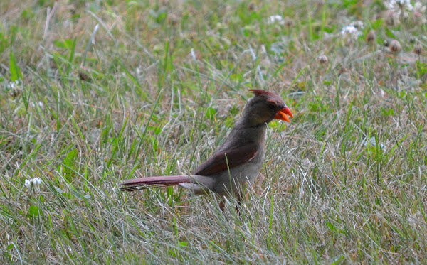 Young Female Cardinal | Project Noah