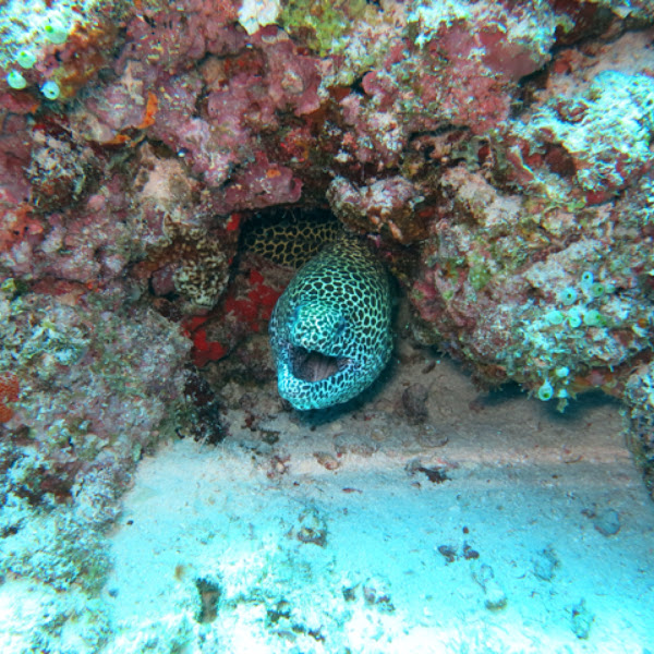 Leopard moray eel | Project Noah