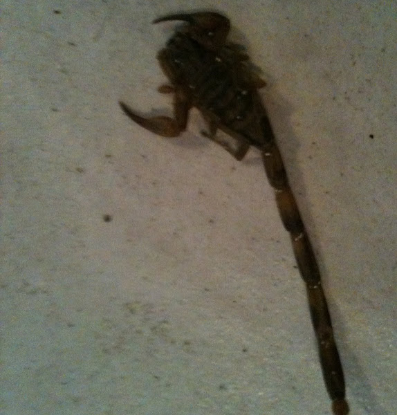 Scorpion | Project Noah