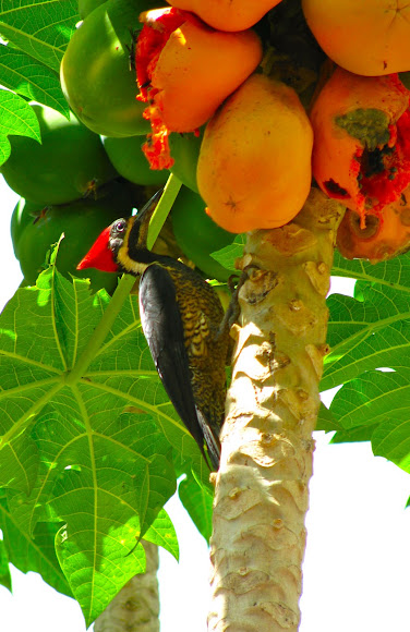 Picinae | Project Noah