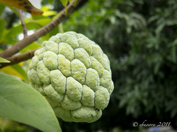 Atis, Sugar-apple | Project Noah