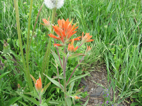 Common Red Paintbrush | Project Noah