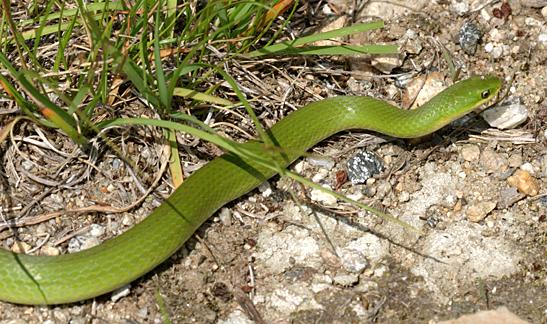 Eastern Smooth Green Snake | Project Noah