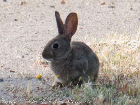 European Rabbit; Conejo | Project Noah