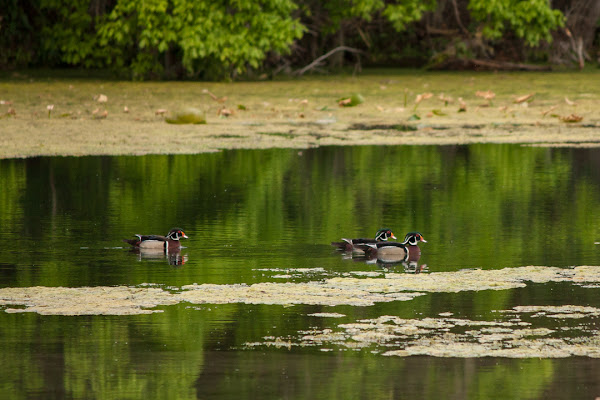 Wood Duck | Project Noah