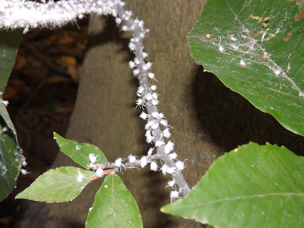 Beech Blight Aphid | Project Noah