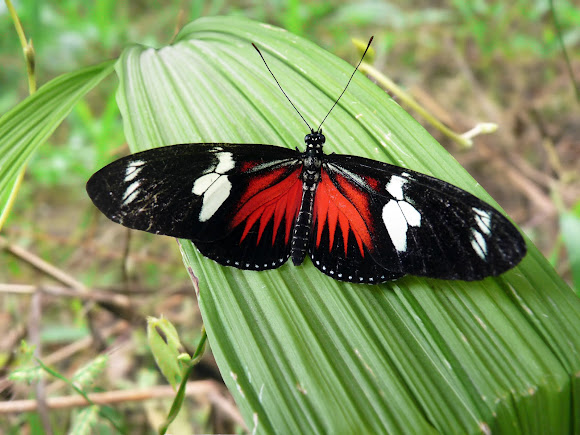 Butterfly - Mariposa | Project Noah