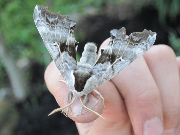 One-Eyed Sphinx Moth | Project Noah